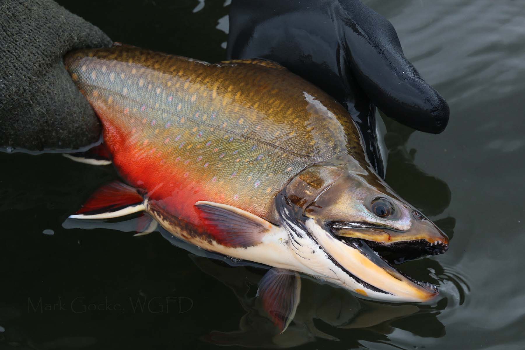 Aurora Trout