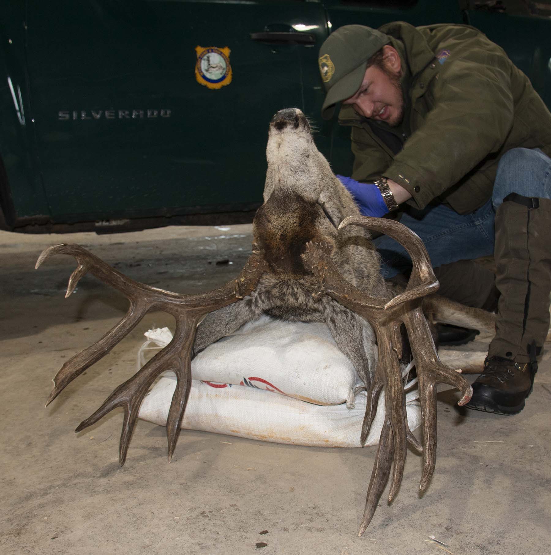 Wyoming Game and Fish Department - Trophy Mule Deer Recovered in Jackson