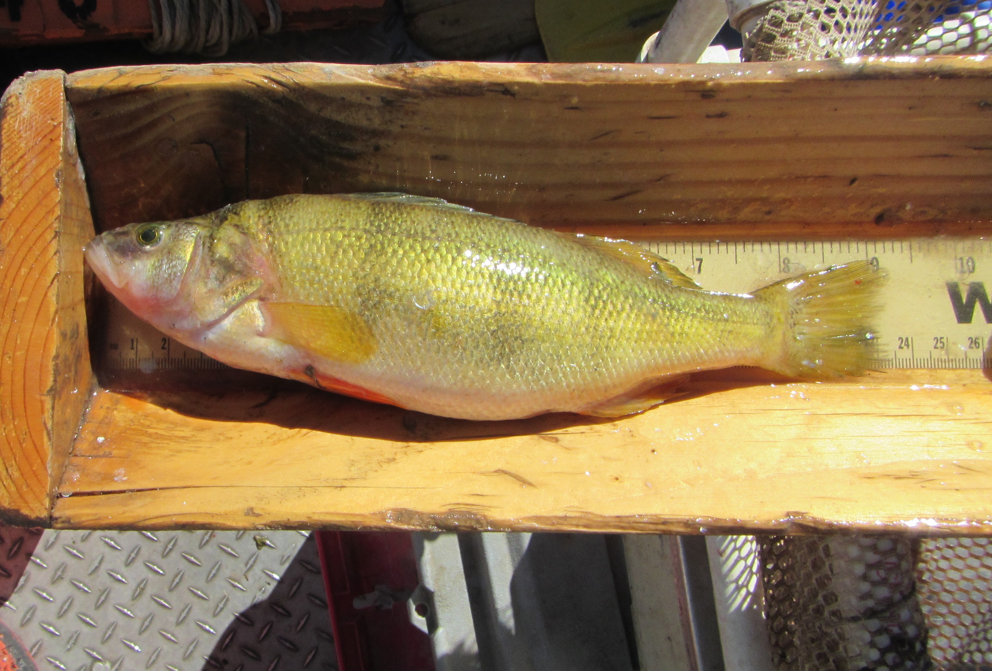 Wyoming Game and Fish Department - Yellow perch illegally stocked in ...