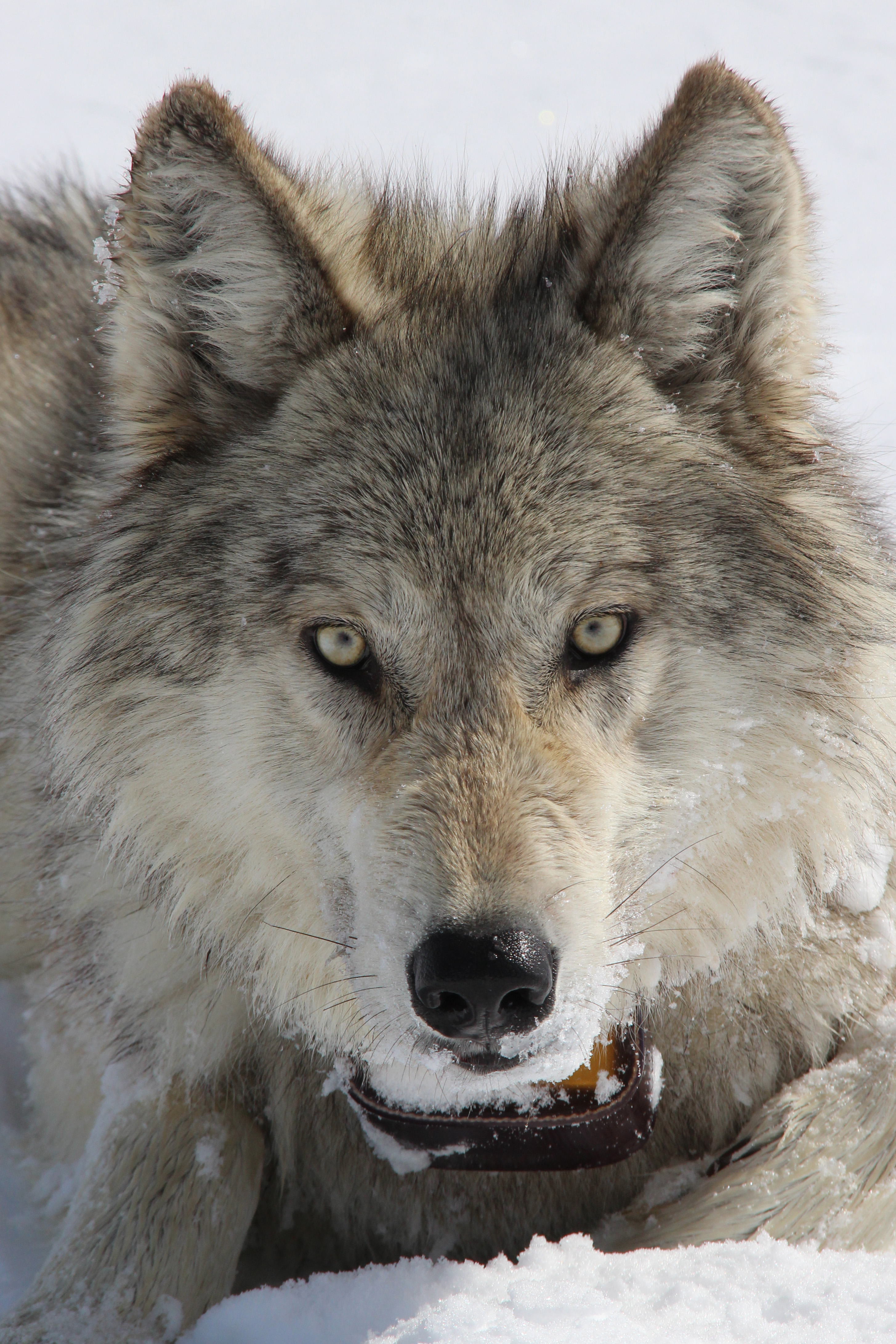 Wyoming Game and Fish Department - Wyoming maintains stable gray wolf ...