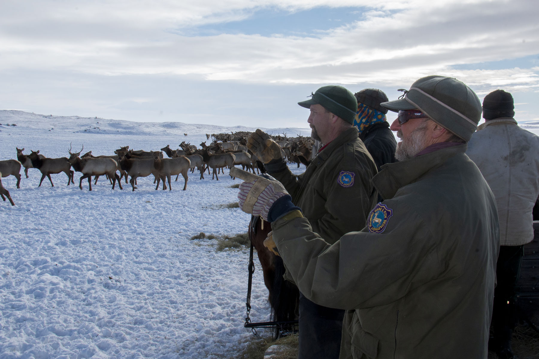Wyoming Game and Fish Department - Big Game Winter Surveys Conducted