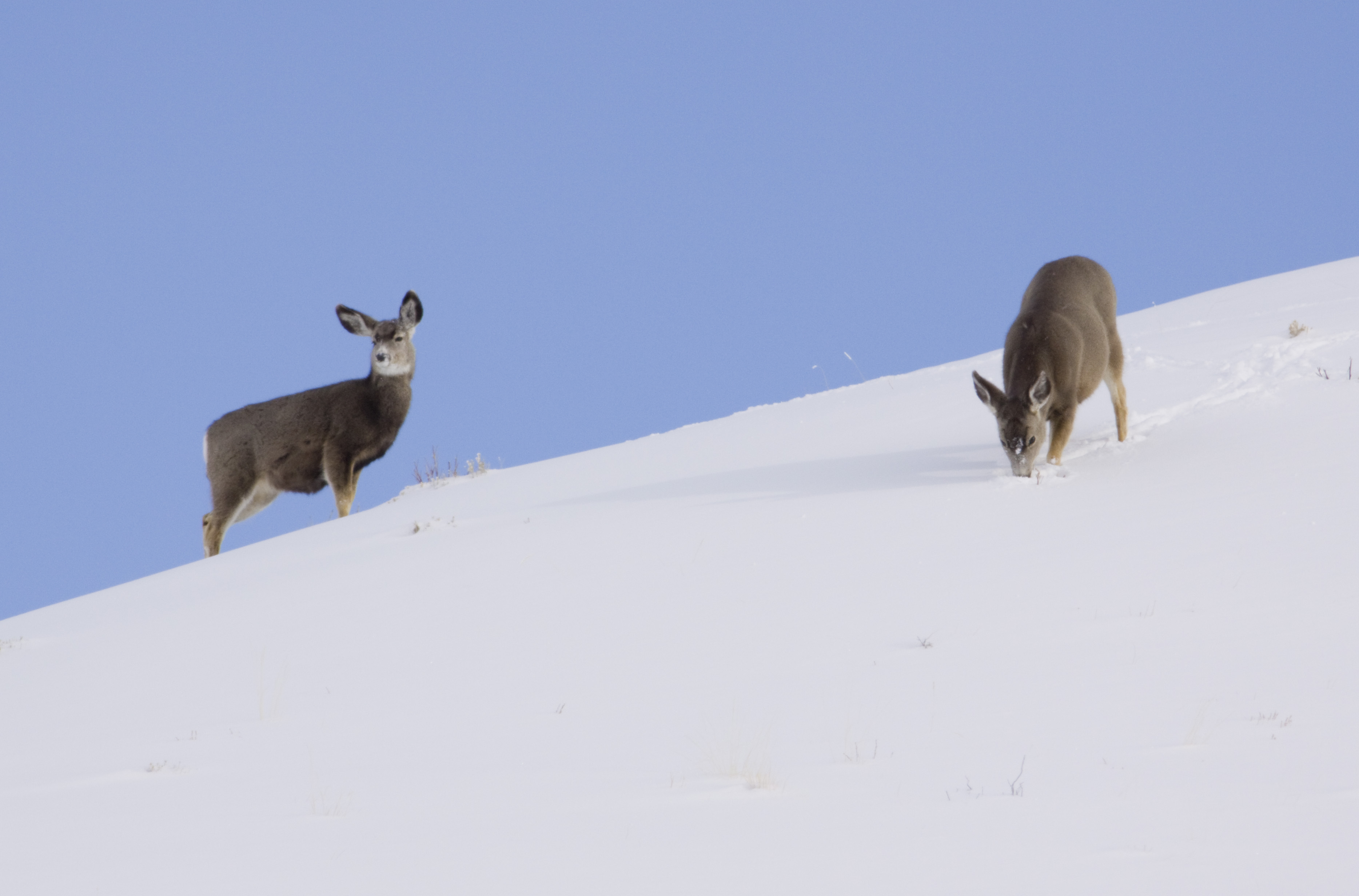 Wyoming Game and Fish Department - Cold temperatures, deep snow taking ...