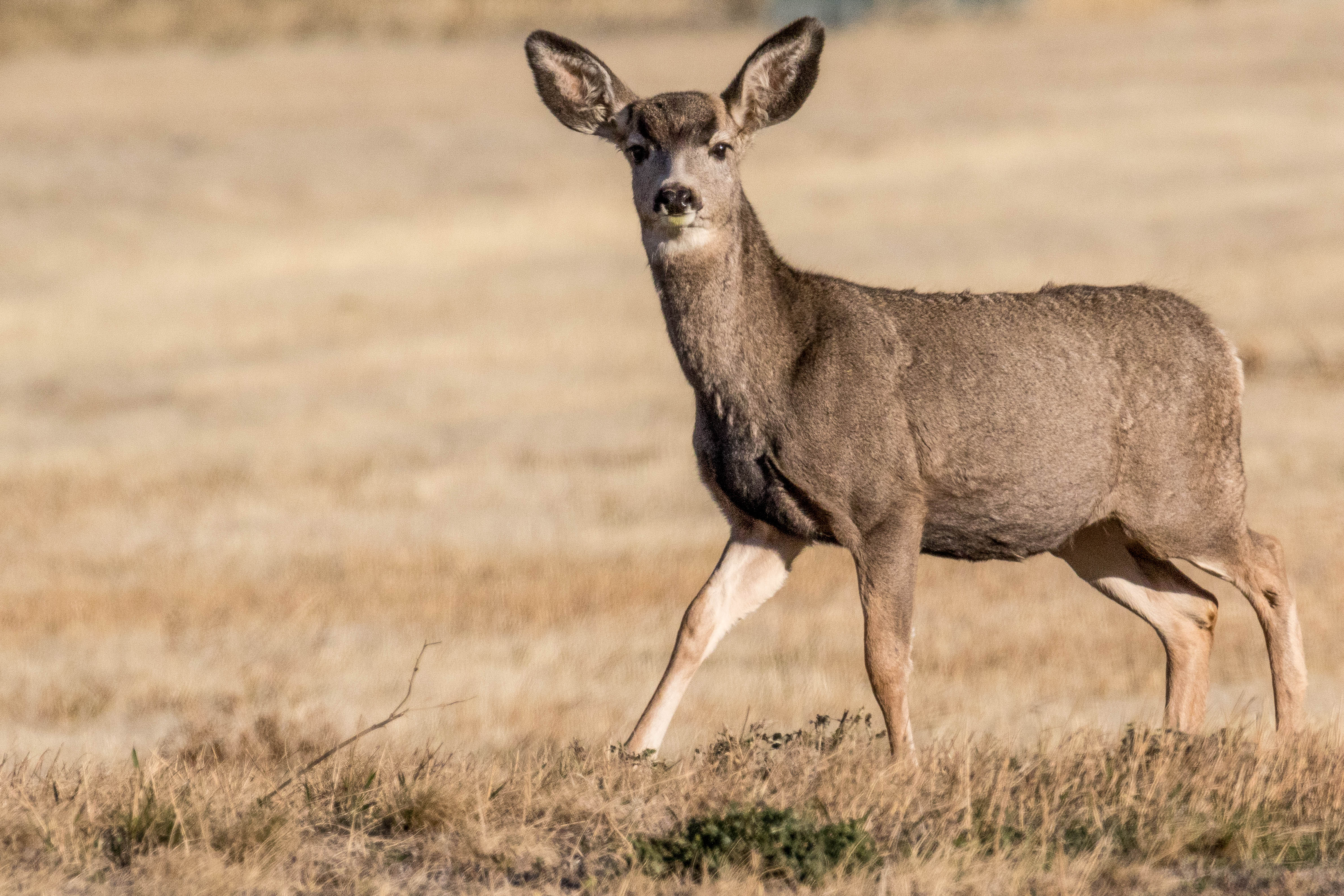 Wyoming Game and Fish Department - New bear boxes provide food storage ...