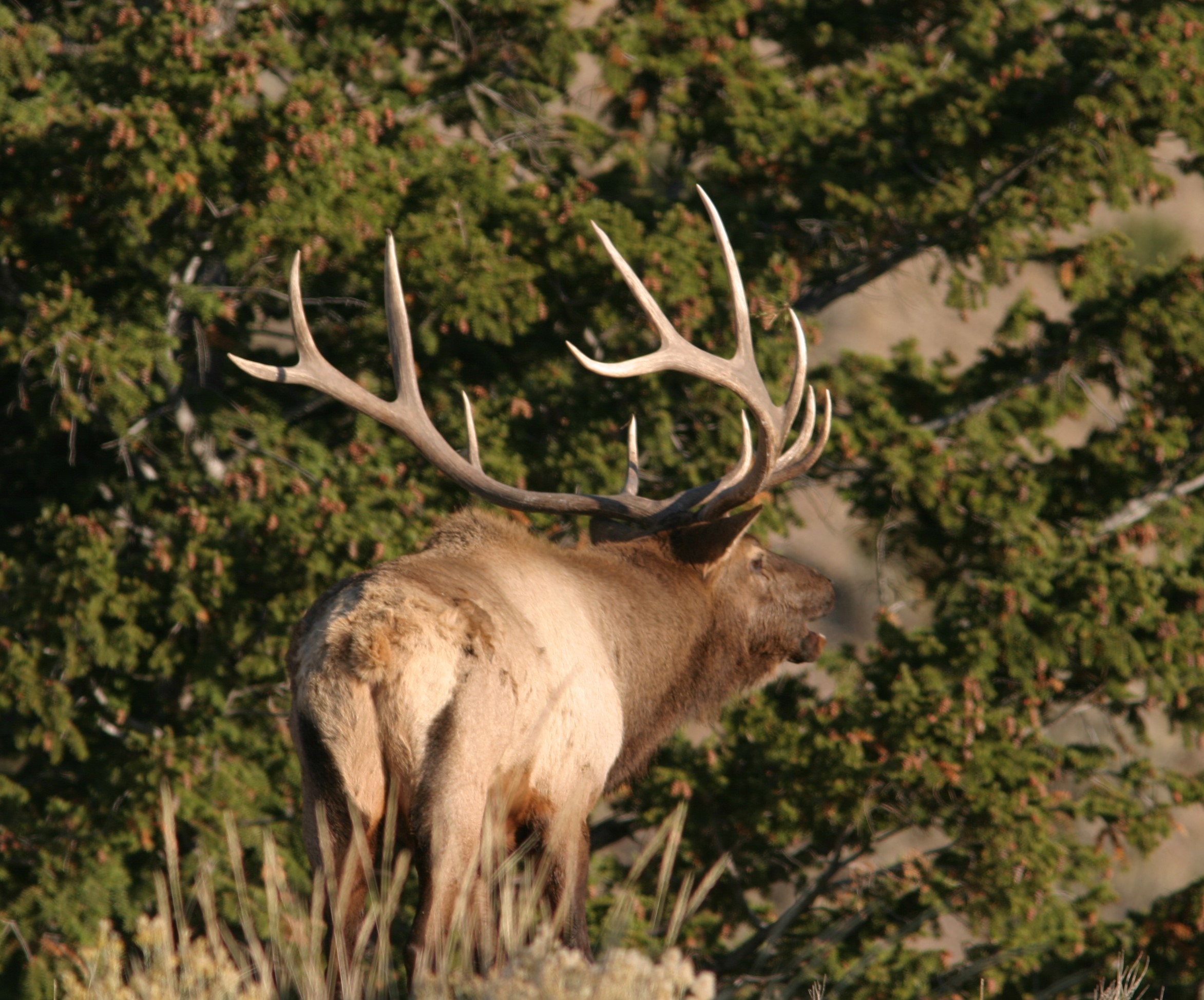 Wyoming Game and Fish Department - CWD found in new Wyoming elk hunt areas