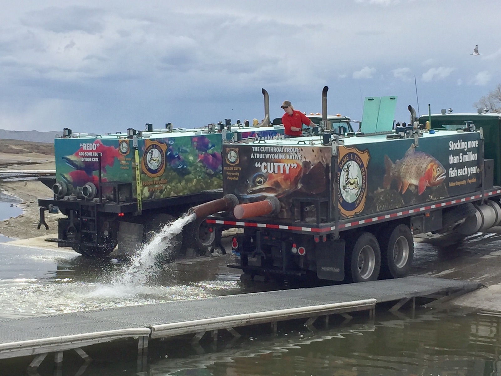 Wyoming Game and Fish Department - Game and Fish stocks 6.5 million ...