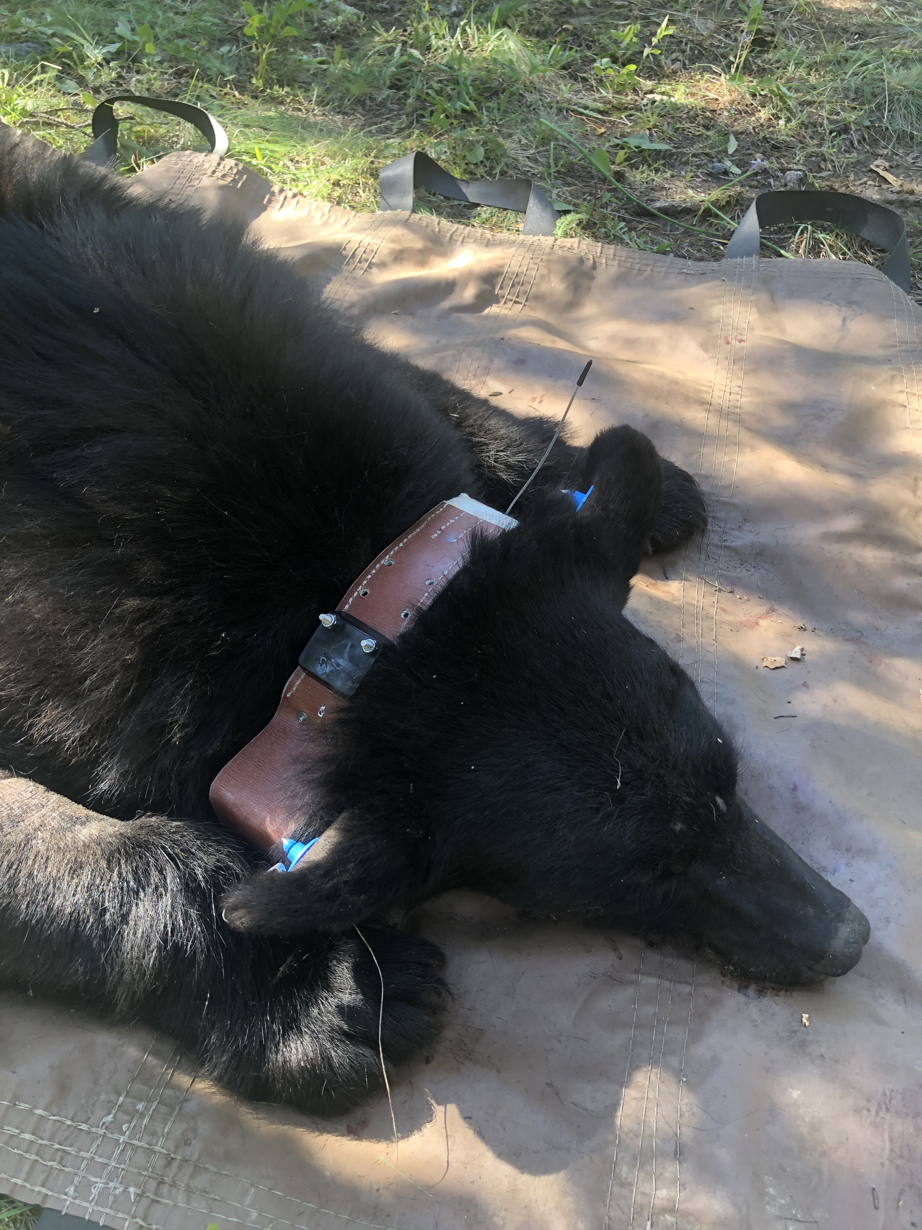 Wyoming Game and Fish Department - Black bear trapping in the Bighorns