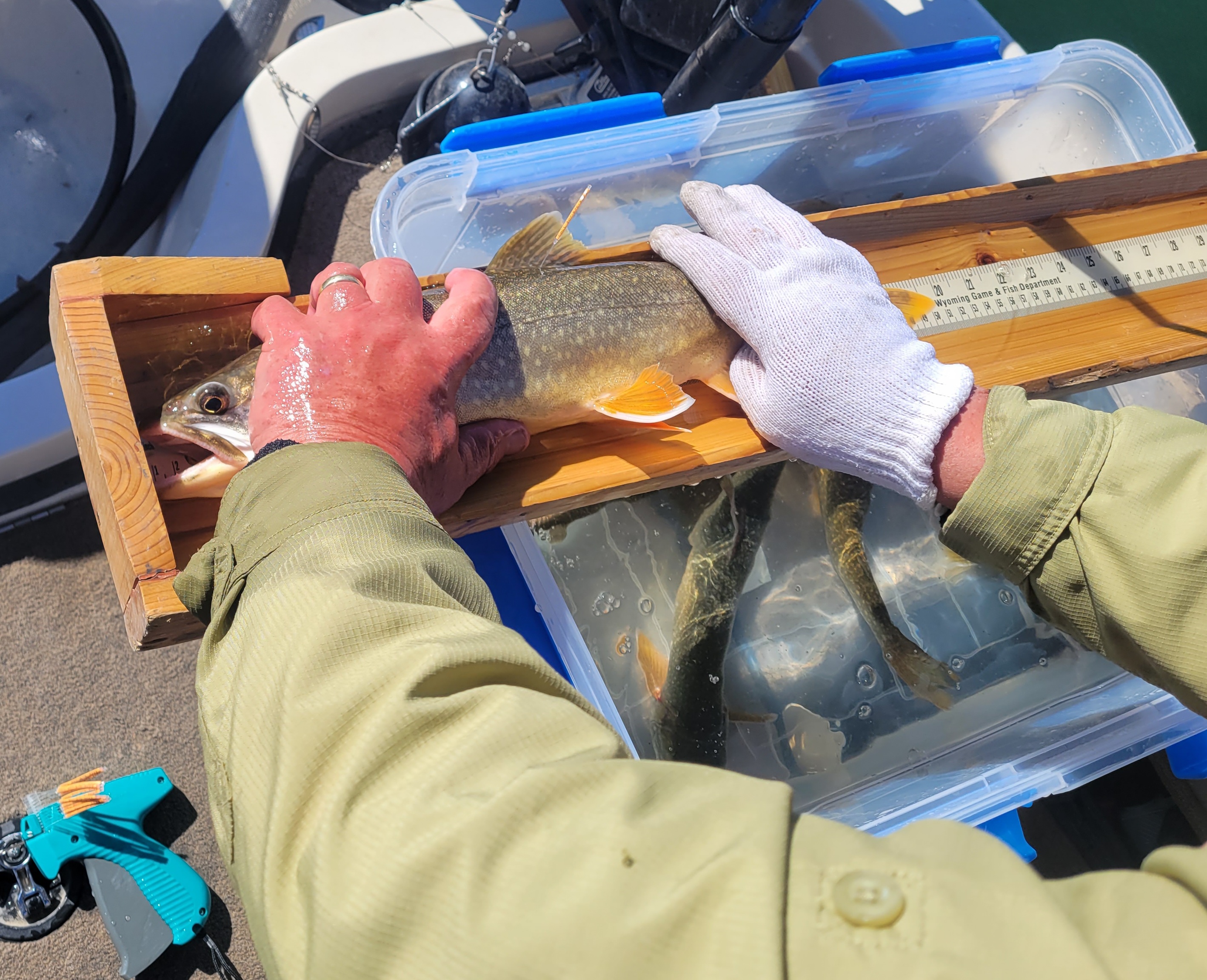 Wyoming Game and Fish Department - Flaming Gorge lake trout fishing update