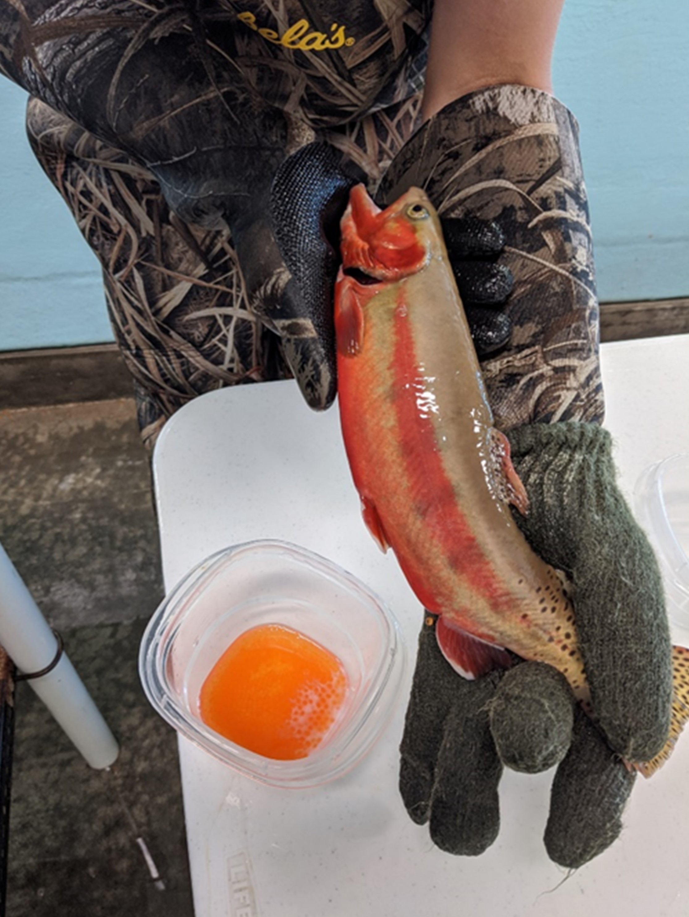 Wyoming Game and Fish Department - Moose and elk surveys