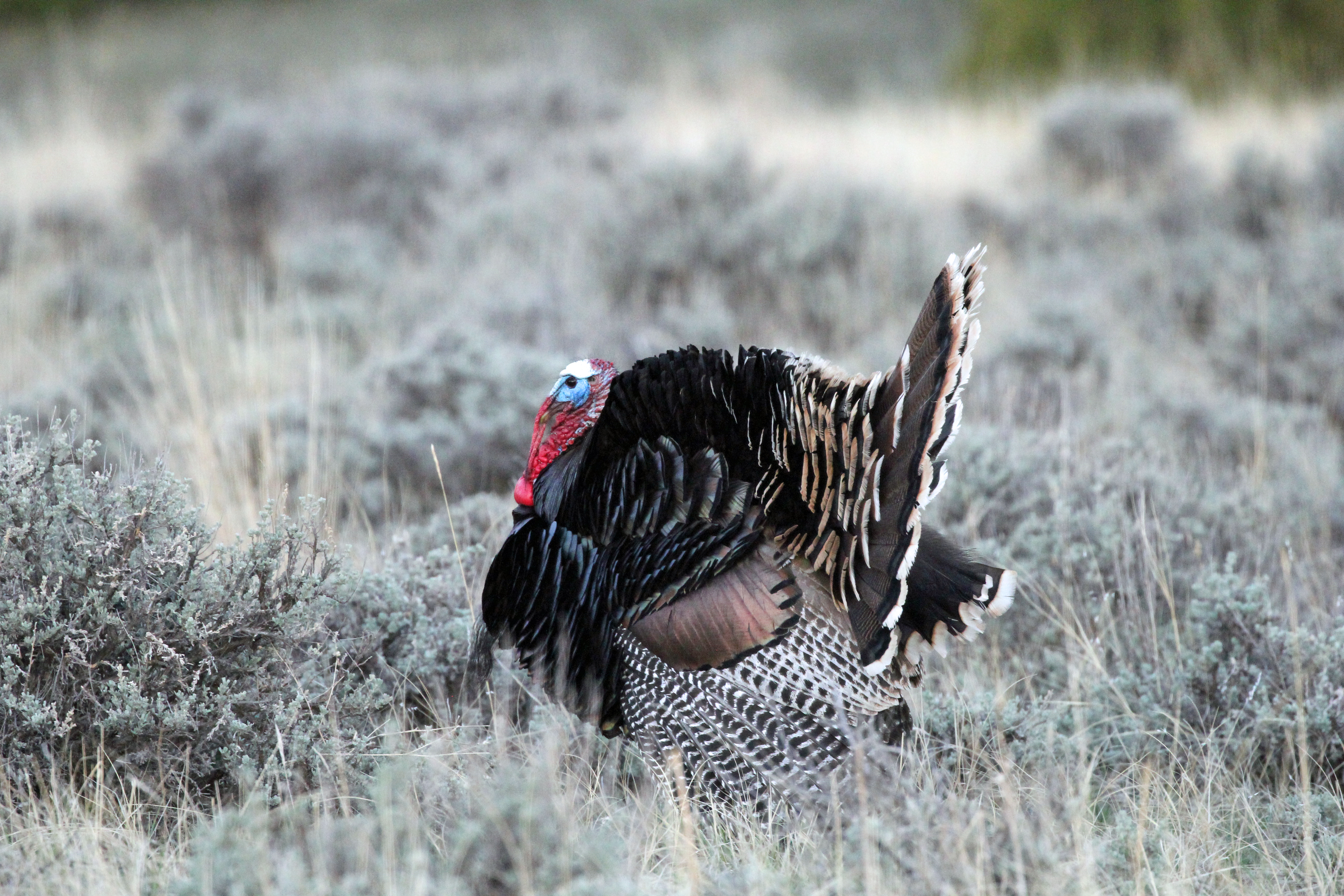 Wyoming Game and Fish Department - Game and Fish office building in ...