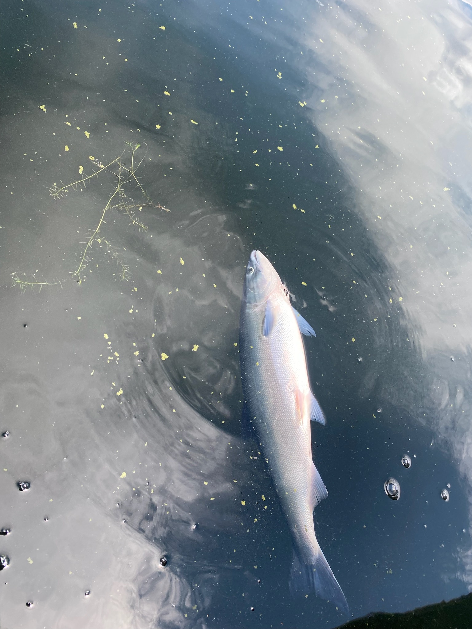 Wyoming Game and Fish Department - Anglers should expect reduced ...