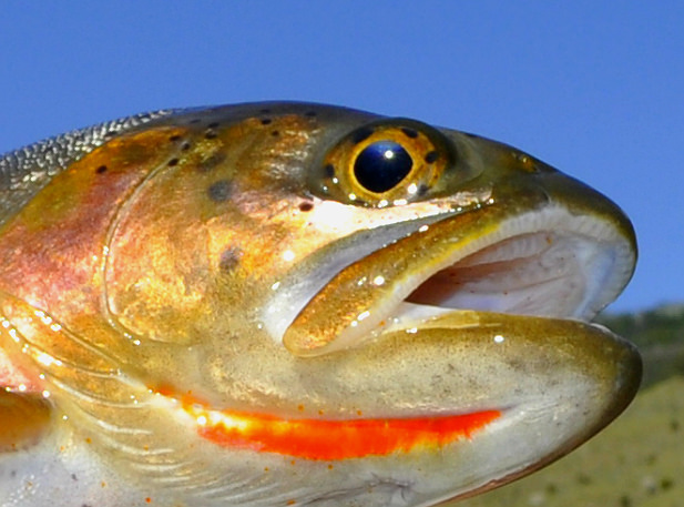 Wyoming Game and Fish Department - Wyoming trout projects receive grant ...
