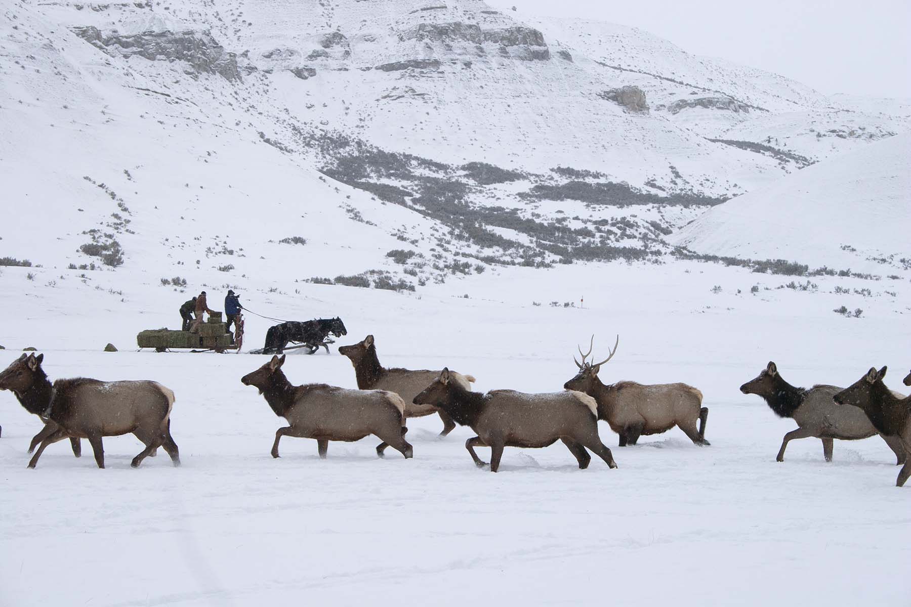 Wyoming Game and Fish Department - Game and Fish prepares for CWD at ...