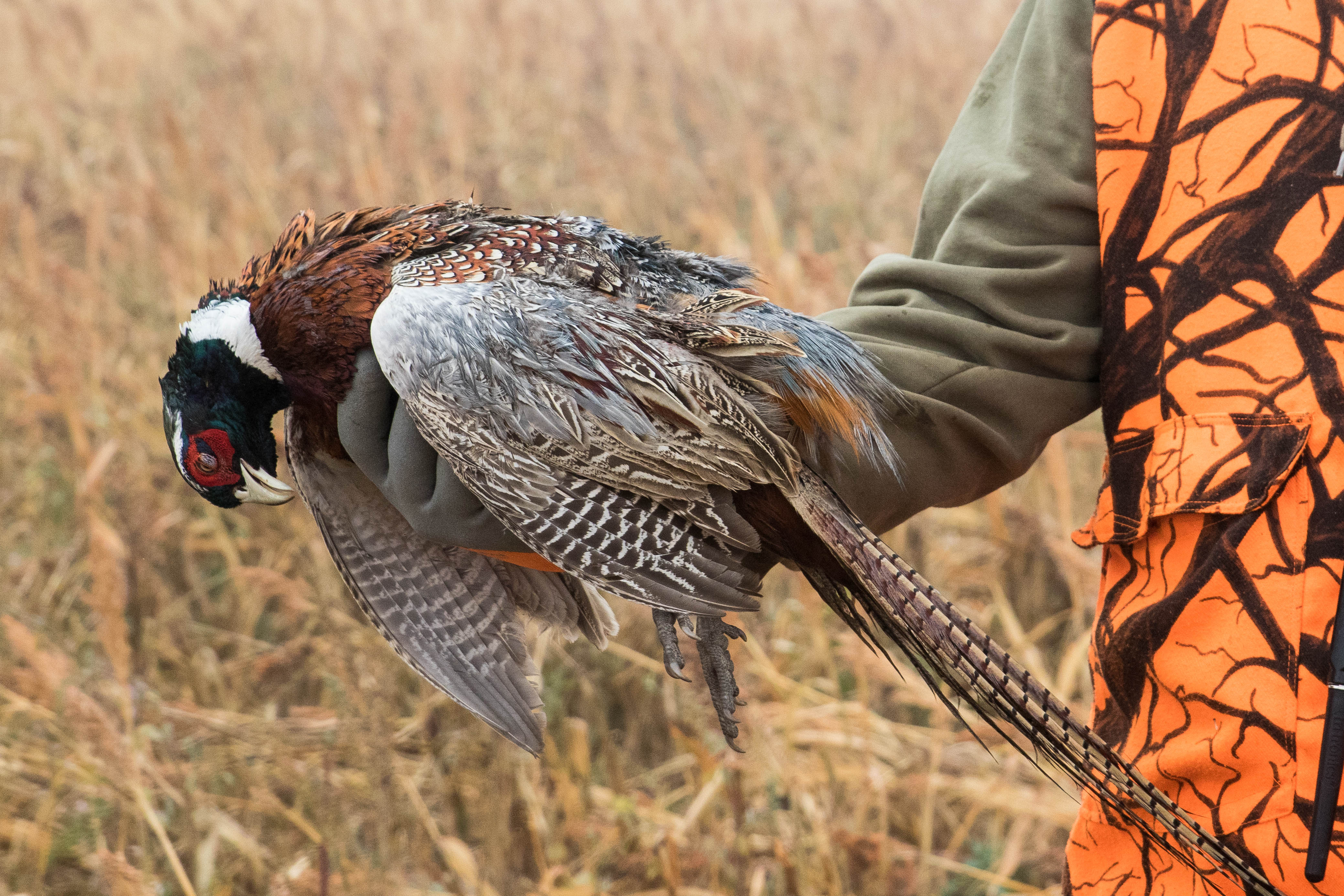Wyoming Game and Fish Department - Miss the Springer pheasant hunt ...