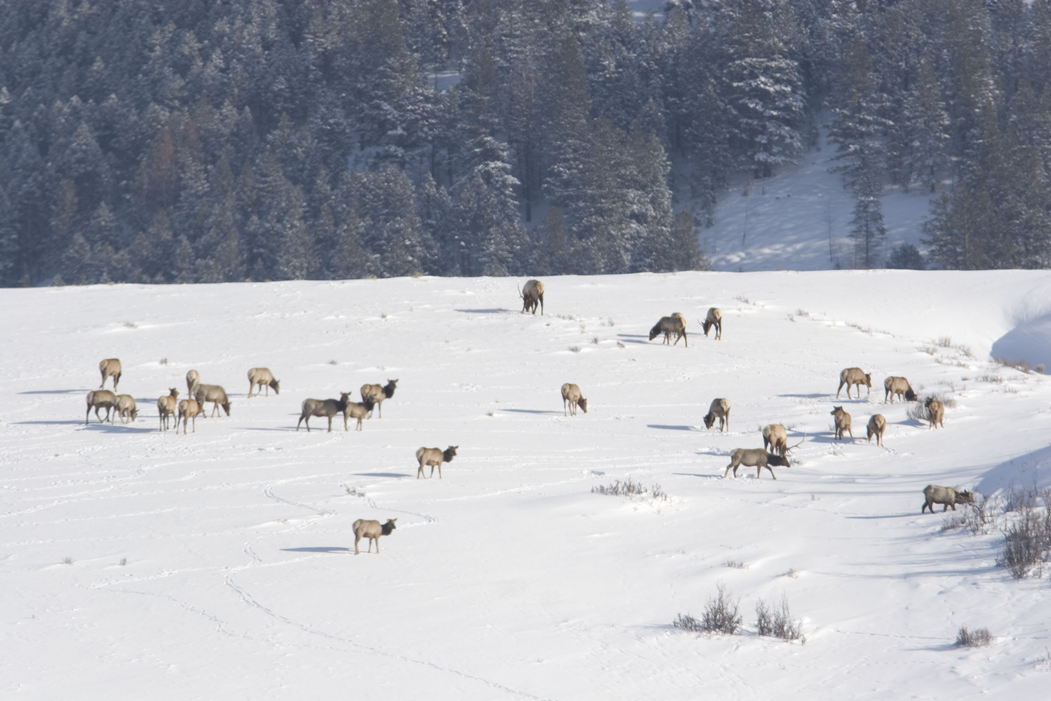 Wyoming Game and Fish Department - Game and Fish wildlife habitat ...