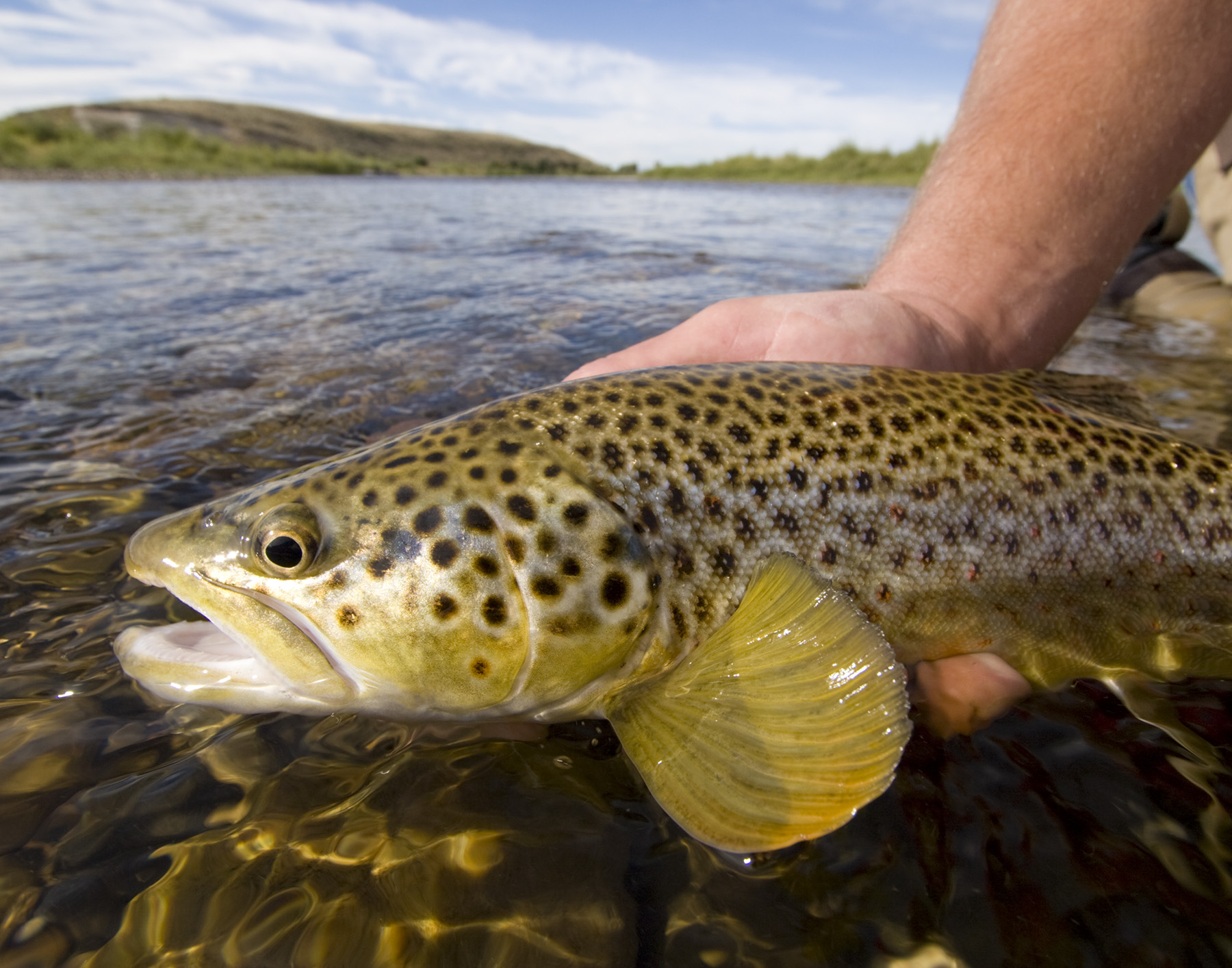 Wyoming Game and Fish Department - Wyoming Wildlife Magazine Photo ...