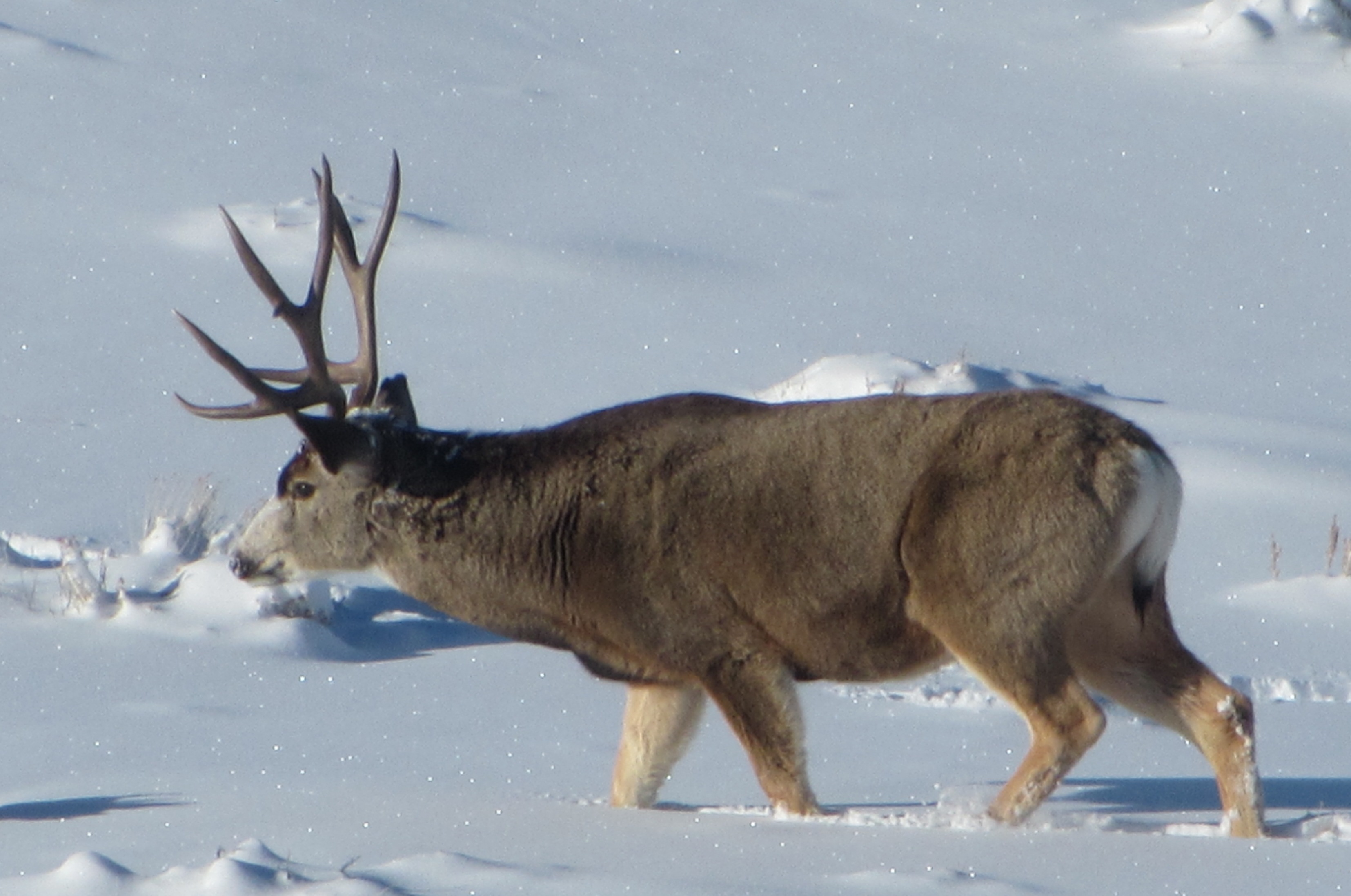 Wyoming Game and Fish Department - Game and Fish to survey mule deer ...