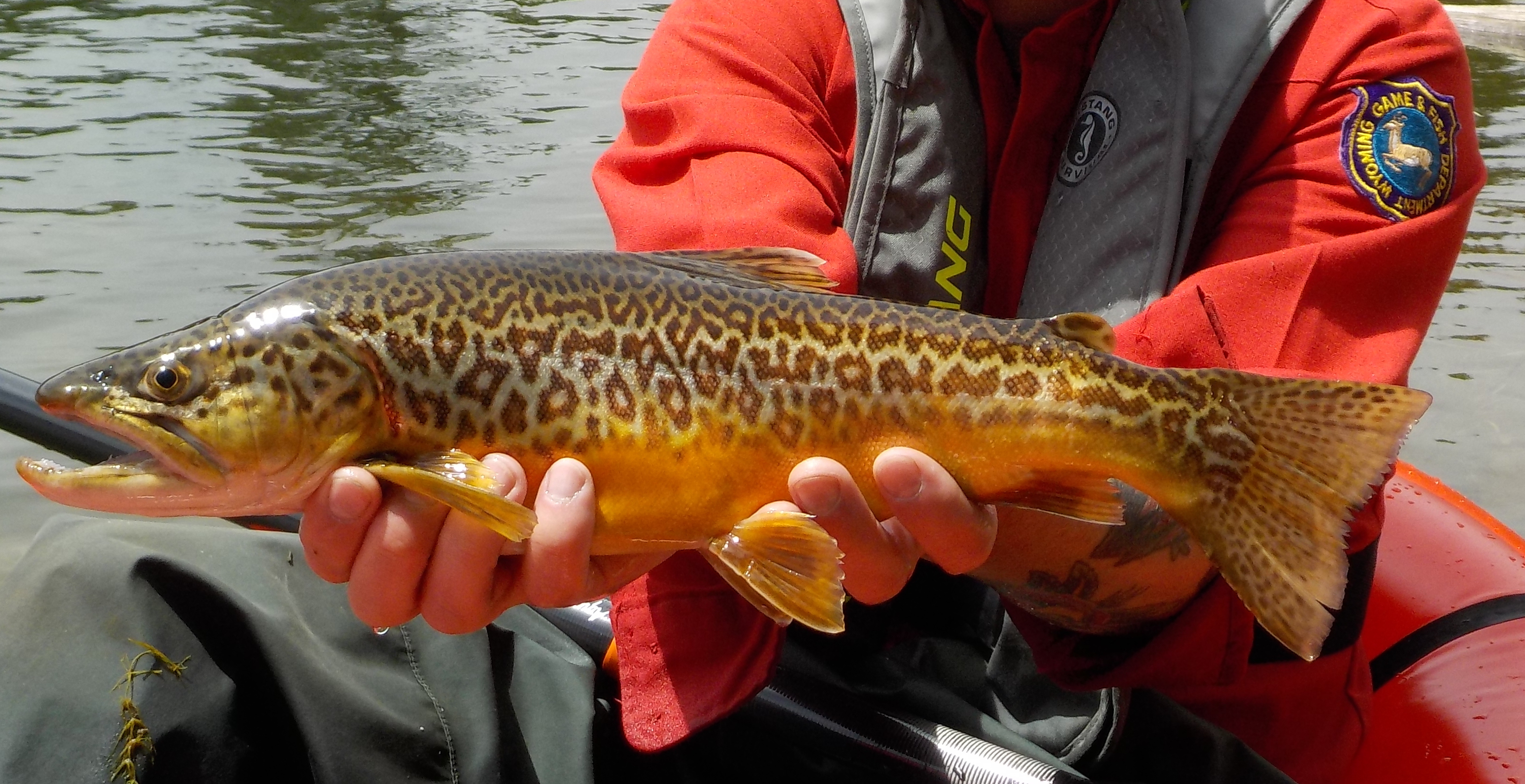 World Record Tiger Trout