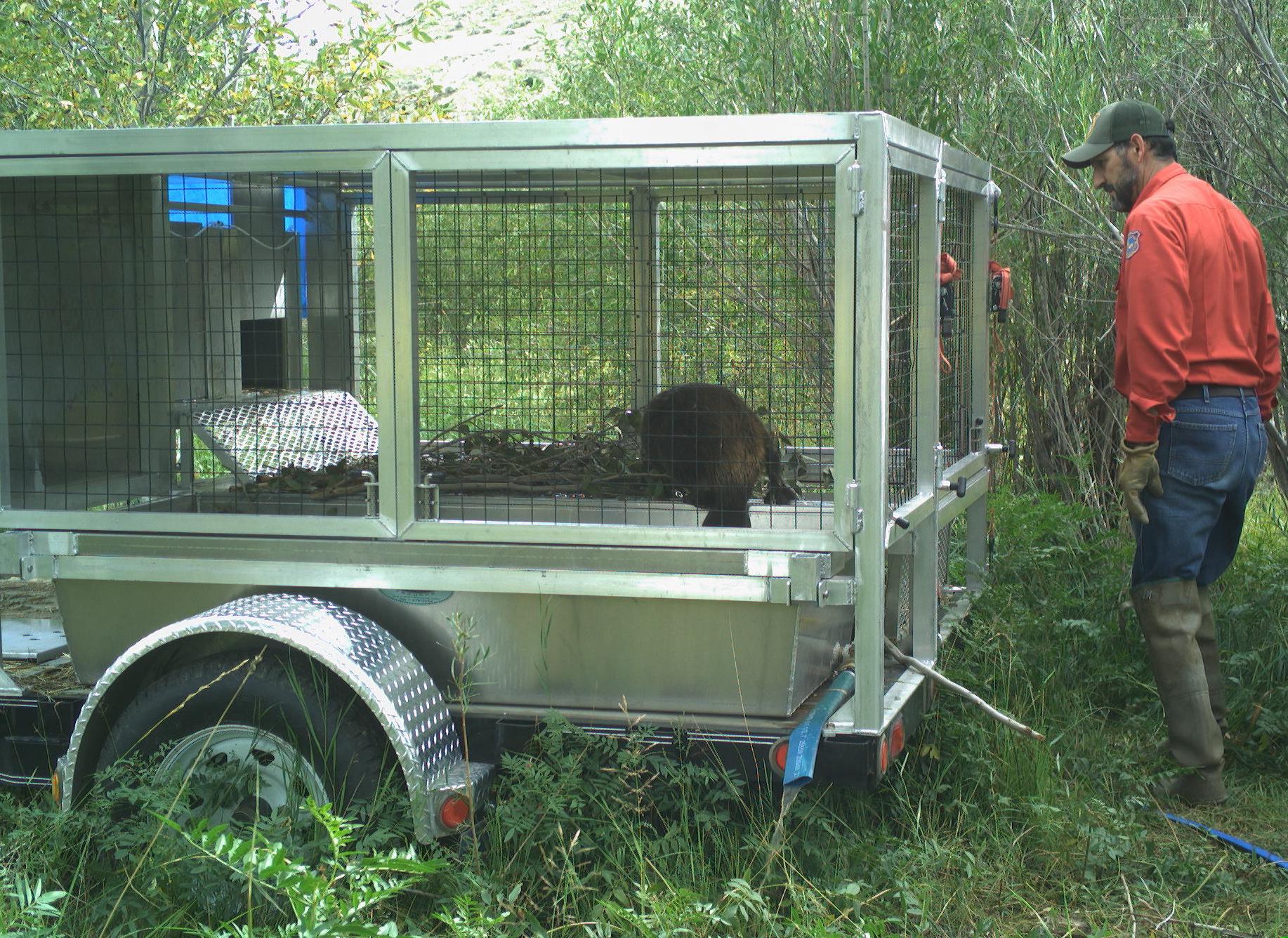 Wyoming Game and Fish Department - Beaver relocation a win-win