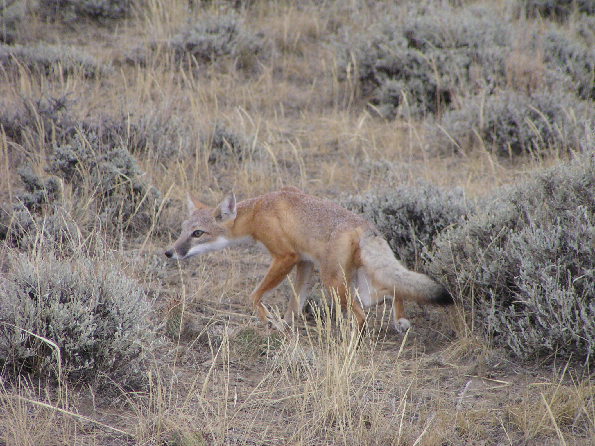 Wyoming Game and Fish Department - Talk with biologists about Game and ...