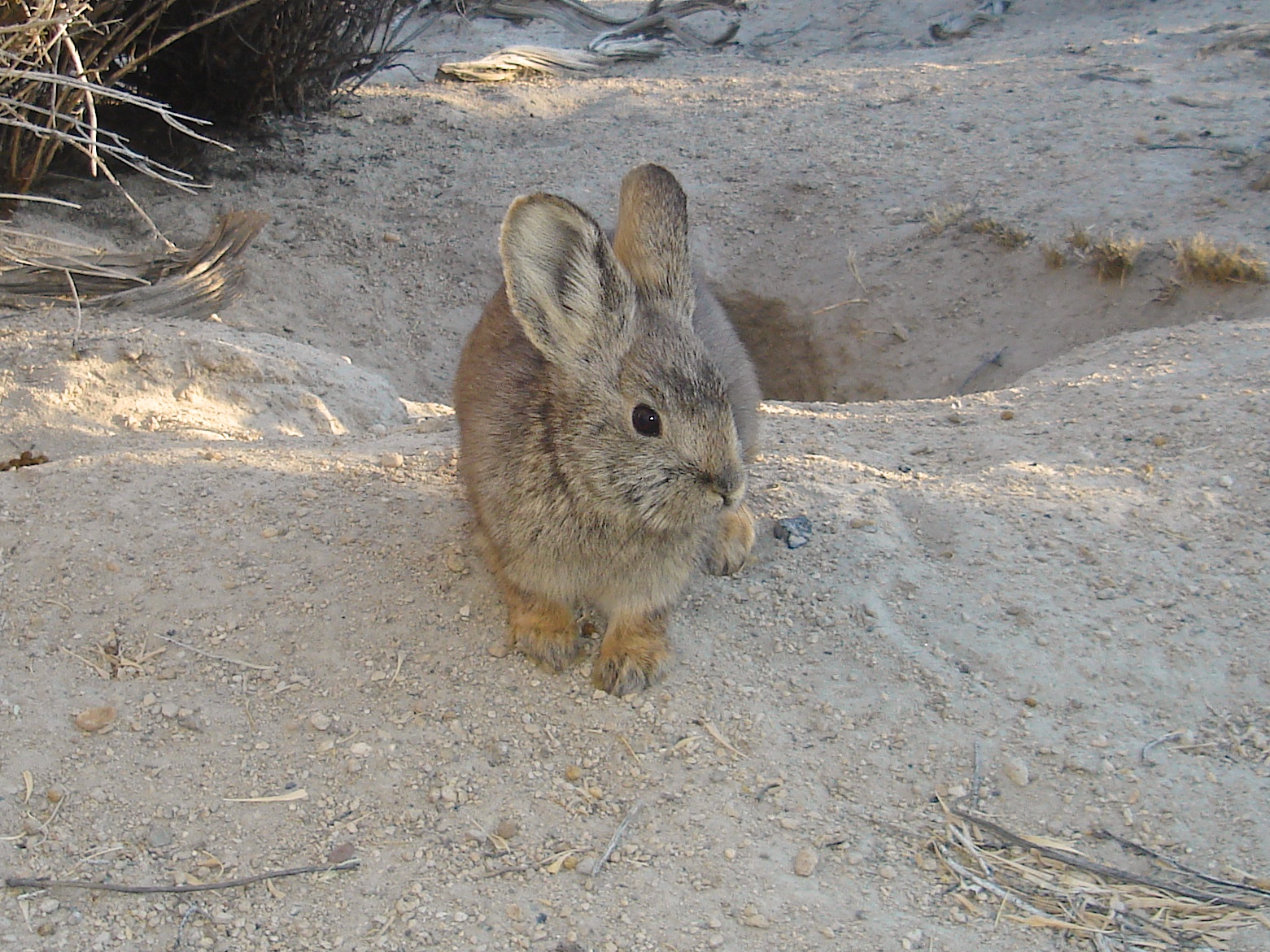 Pygmy Rabbit