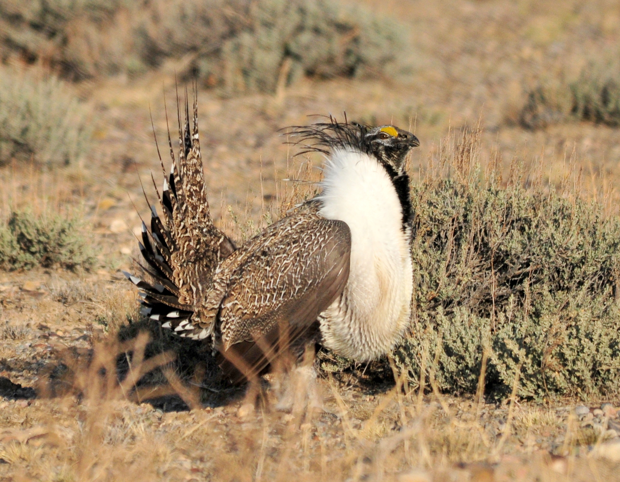 Wyoming Game and Fish Department - Spring is a good time to view sage ...