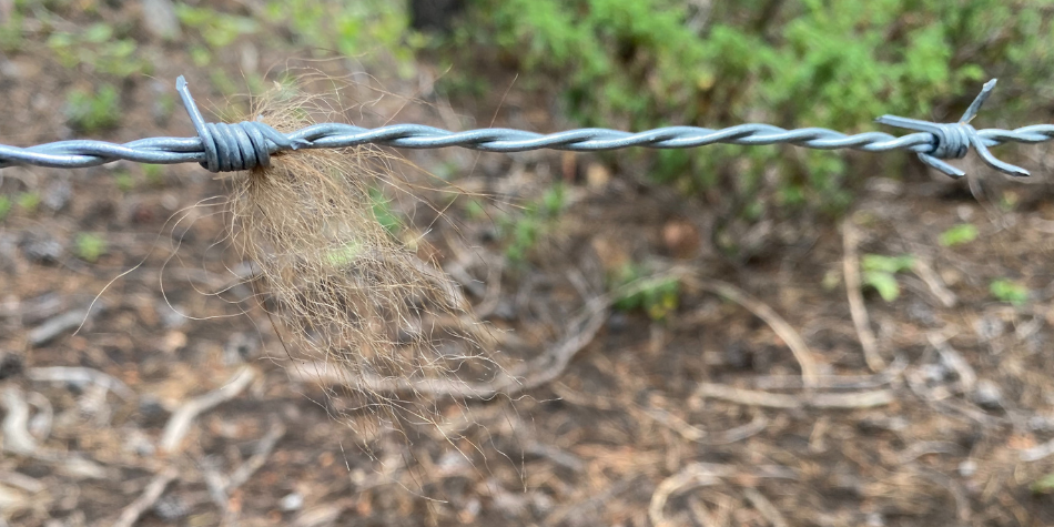 Counting Nature | Wyoming Game & Fish Department