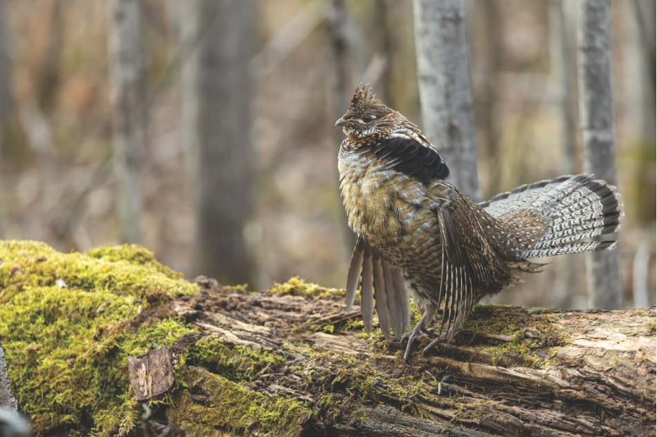 Looking Sharp | Wyoming Game & Fish Department