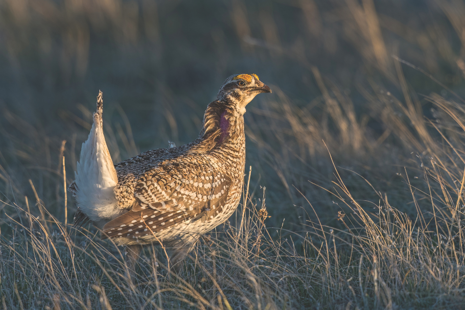 Looking Sharp | Wyoming Game & Fish Department