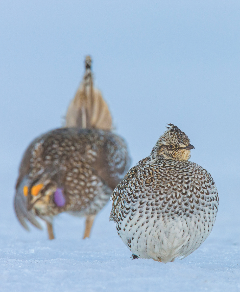 Looking Sharp | Wyoming Game & Fish Department