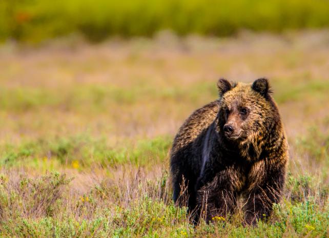 Grizzly Bears in Wyoming | Wyoming Game & Fish Department