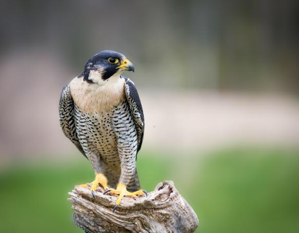 Falconry Permits | Wyoming Game & Fish Department