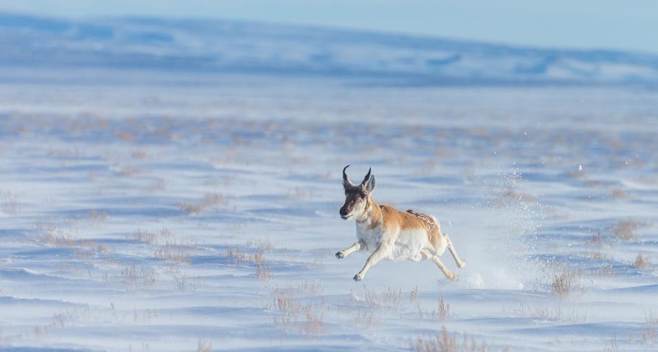 Game and Fish moves forward in designation process of Sublette antelope ...