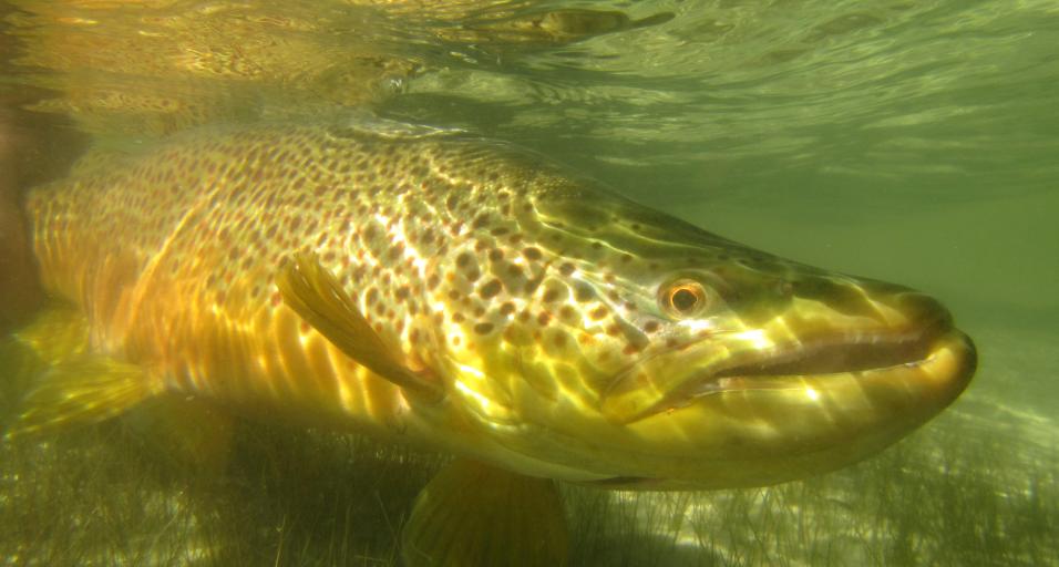 Seven Wyoming fishing enthusiasts recognized as “Ultimate Anglers ...