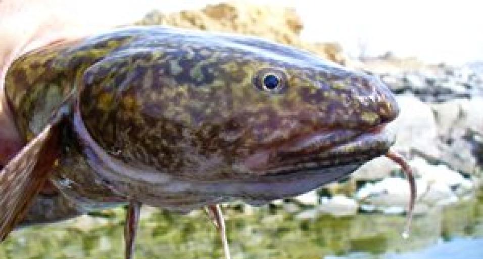 Don’t miss the LaBarge “Ding the Ling” fishing contest on Fontenelle ...