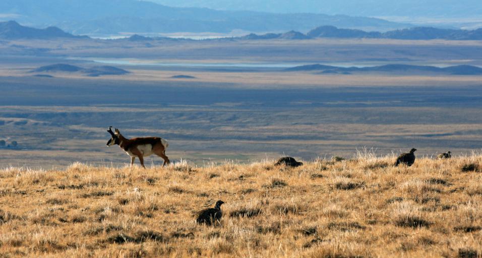 2020 Fall Hunting Forecast - Casper Region | Wyoming Game & Fish Department