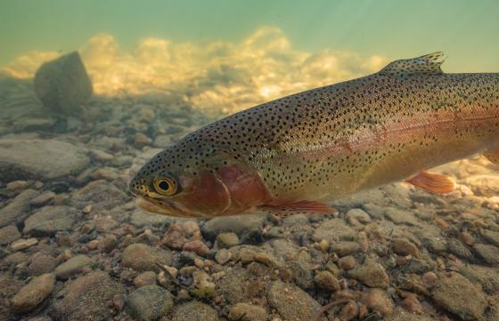 Cody Region | Wyoming Game & Fish Department