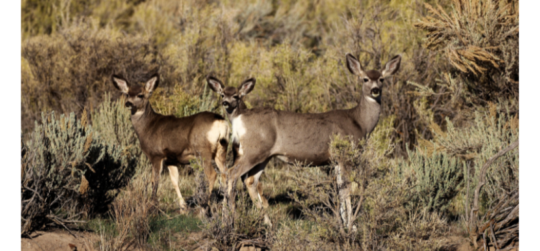 Casper Region | Wyoming Game & Fish Department