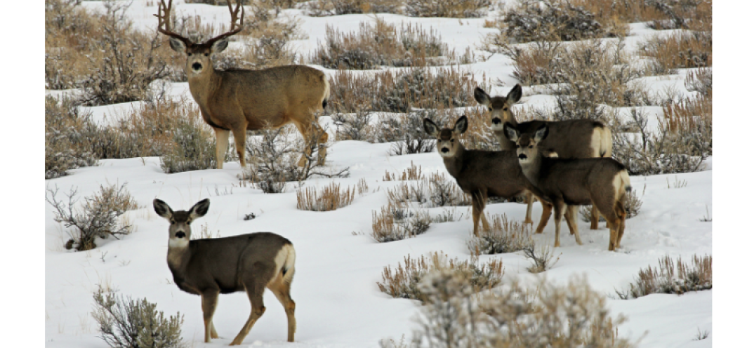 Casper Region | Wyoming Game & Fish Department