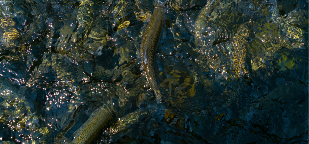 Casper Region | Wyoming Game & Fish Department