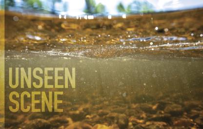 Wyoming Wildlife | Wyoming Game & Fish Department