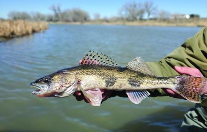 Wyoming Wildlife magazine | Wyoming Game & Fish Department